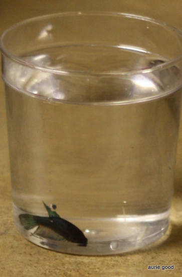 Holiday Gift Guide: PetSmart Grinch & Max Fish Bowl - Living Well Mom