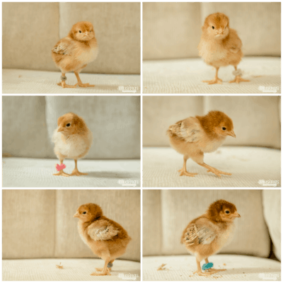 How to Tell Baby Chicks Apart - Living Well Mom