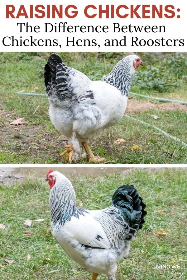 How To Tell Hens And Roosters Apart What S The Difference
