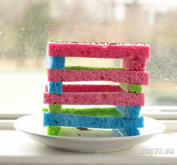 How to Sprout Seeds on a Sponge Garden