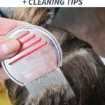 DIY Natural Lice Treatment at Home - Living Well Mom
