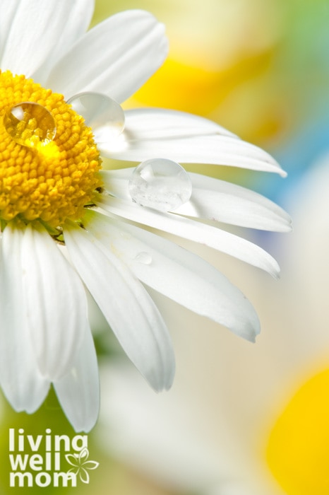 Flower Essences: What They Are + How They Help - Living Well Mom