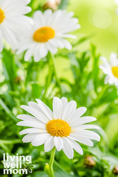 Flower Essences: What They Are + How They Help - Living Well Mom